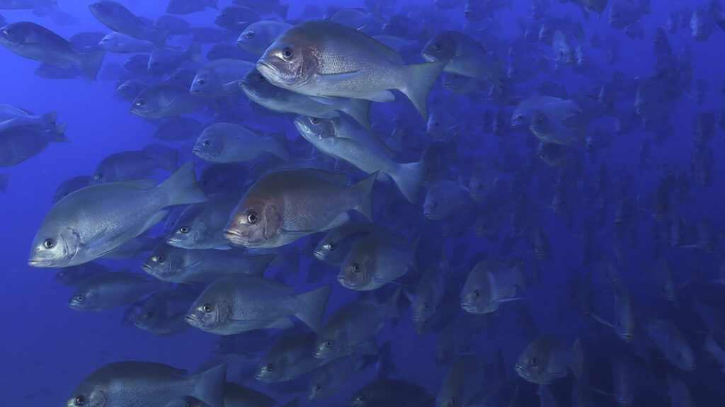 WA Scientists Support Ground Breaking Space Travel | Particle