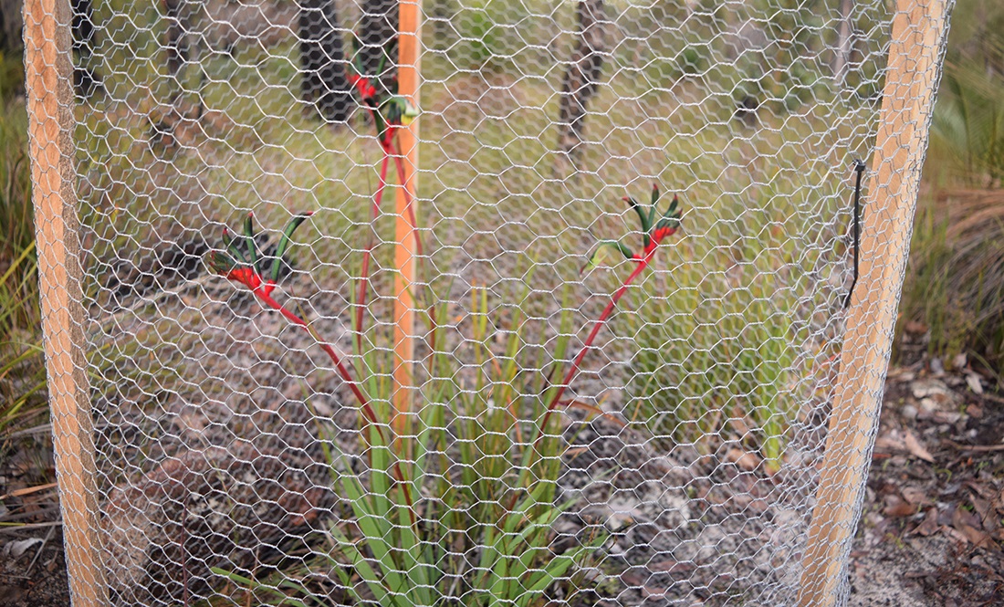 Kangaroo Paw - How wildlife pollinates WA's floral emblem | Particle