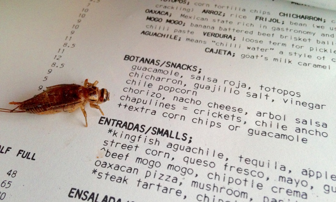Eating insects, is eating insects healthy? | Particle