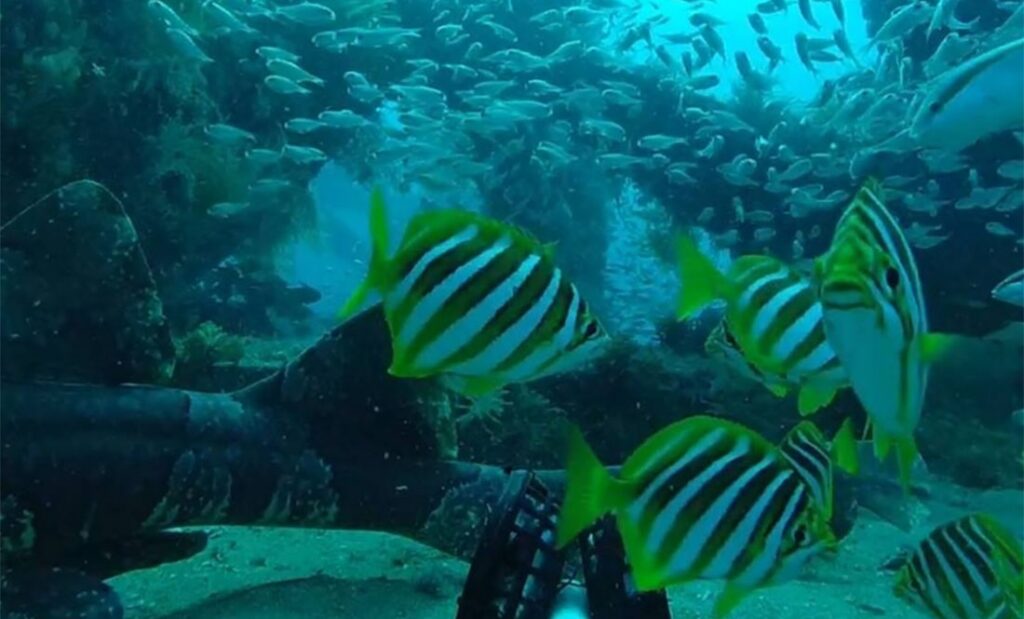 Fishing Community Filming Under the Sea for Science | Particle