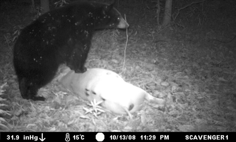 The truth behind Aussie natives body decomposition | Particle