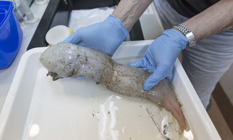 Faceless Fish - Underwater Discovery | Particle