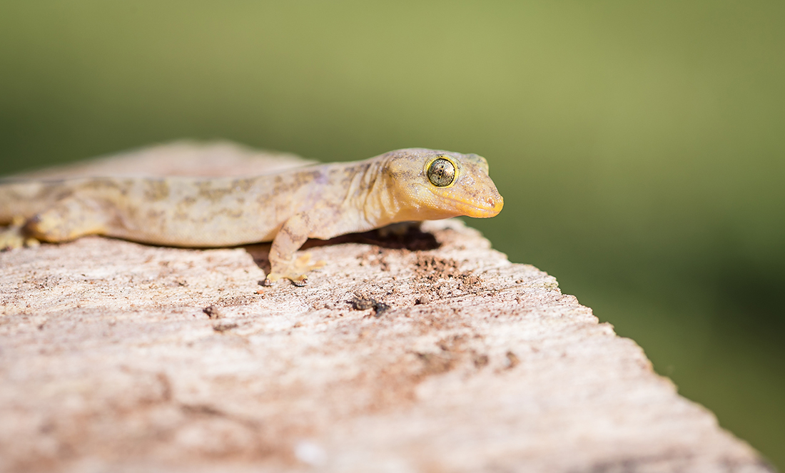 Blue Tailed Skinks and Lister's Geckos - NESP Conservation | Particle