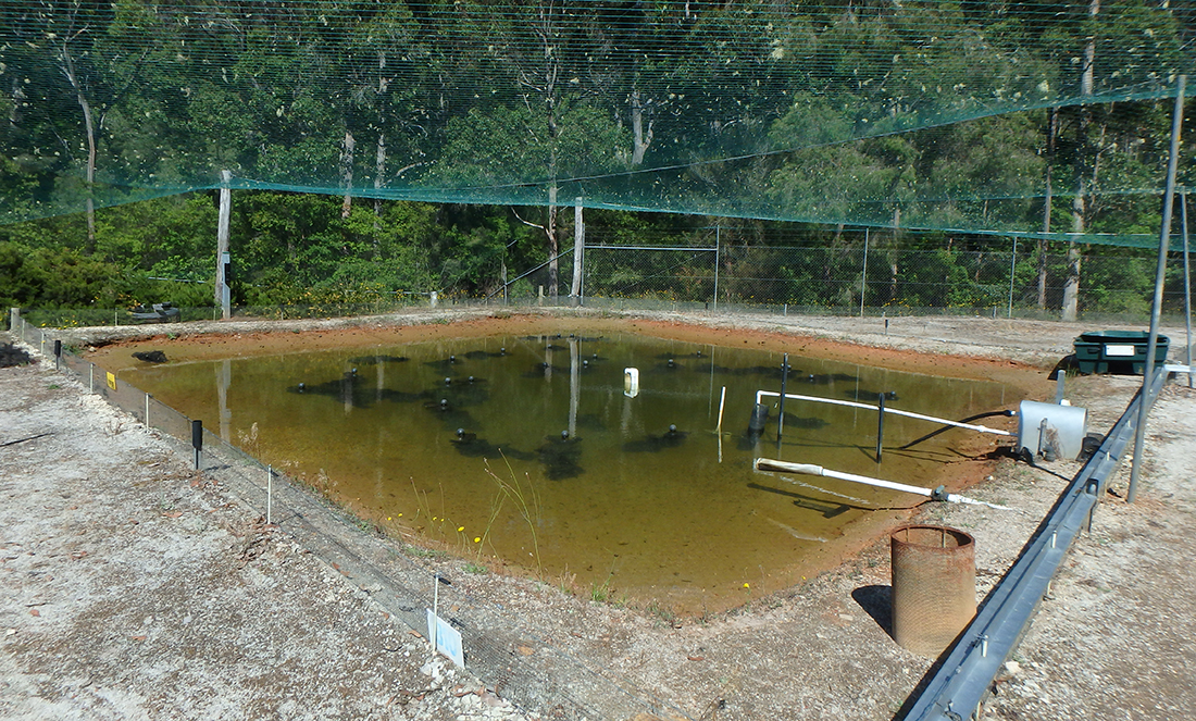 Hairy Marron - Saving Margaret River Marron | Particle