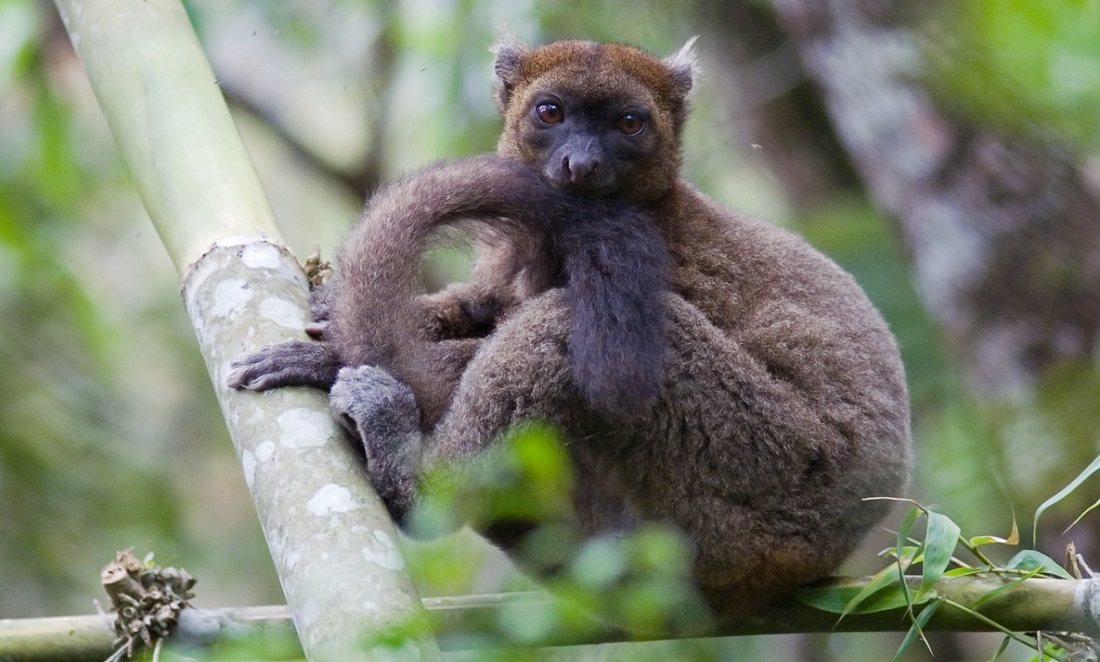 Rare Bamboo Lemur May Soon go Extinct | Particle