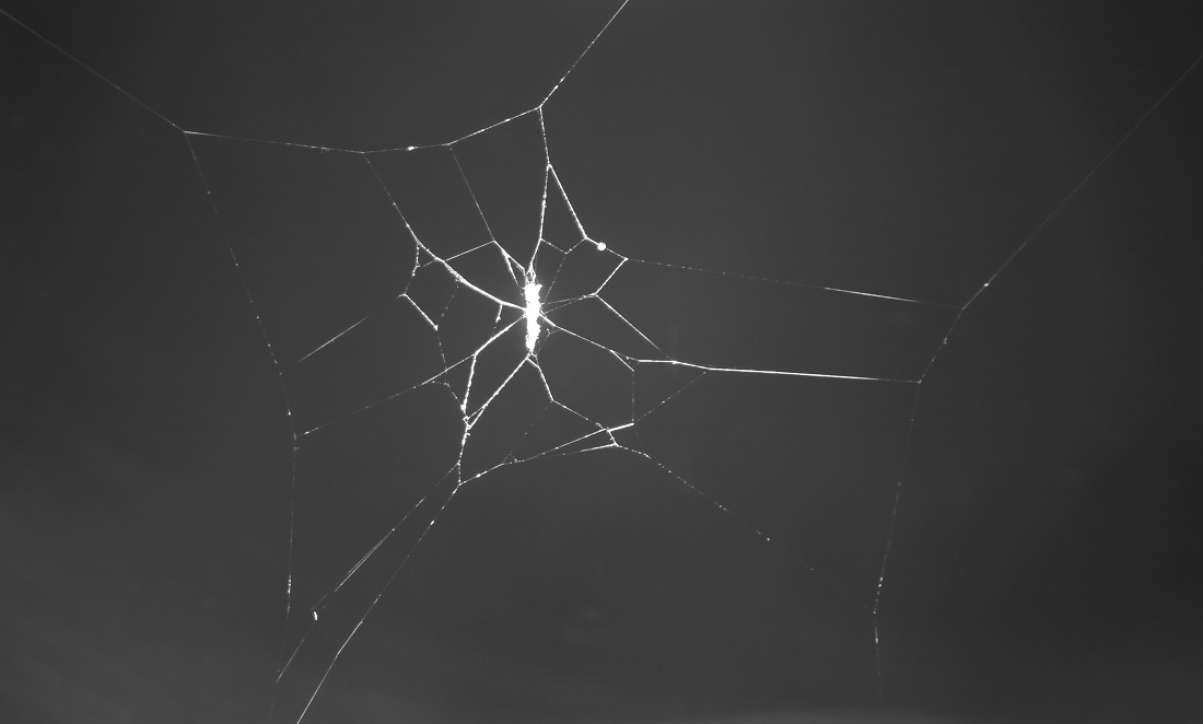 Scary Creatures That Will Make Your Skin Crawl | Particle