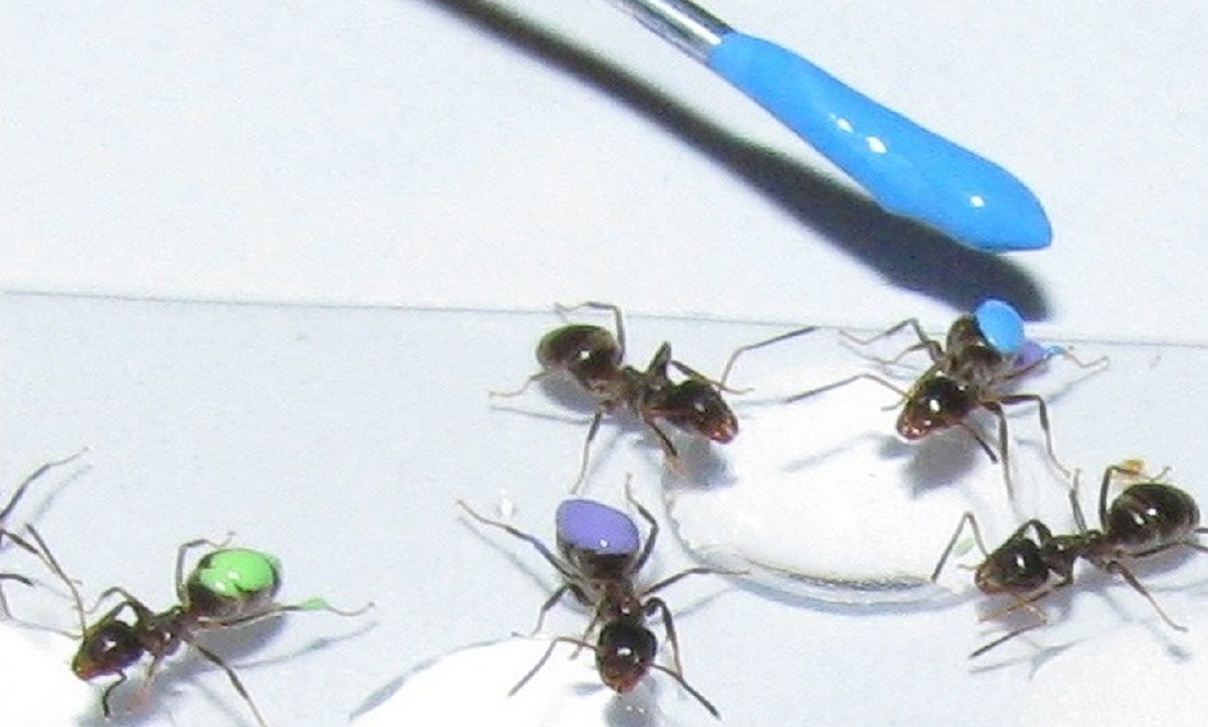 Ants Have Self-control, Unlike Some of us | Particle