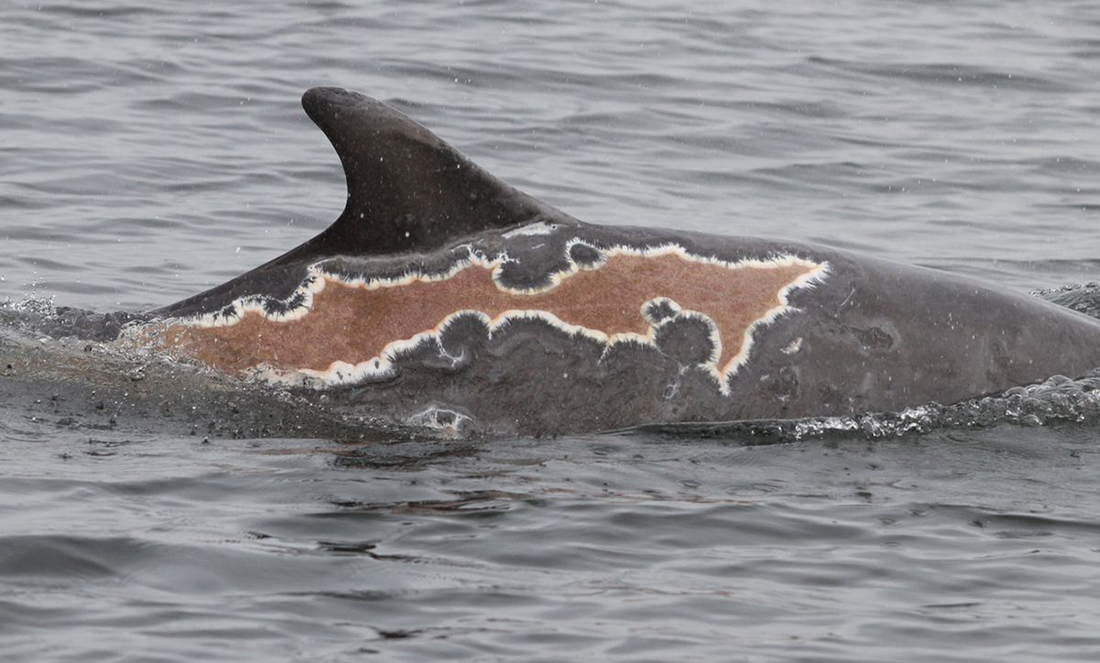 Saving a Stranded Whale | Particle