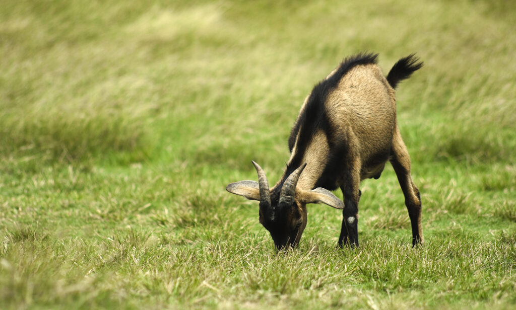 How Goat Grass Improves Our Food Security | Particle
