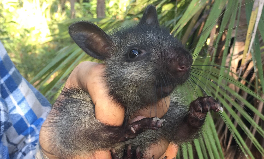 Endangered Australian Species at Risk of Extinction | Particle