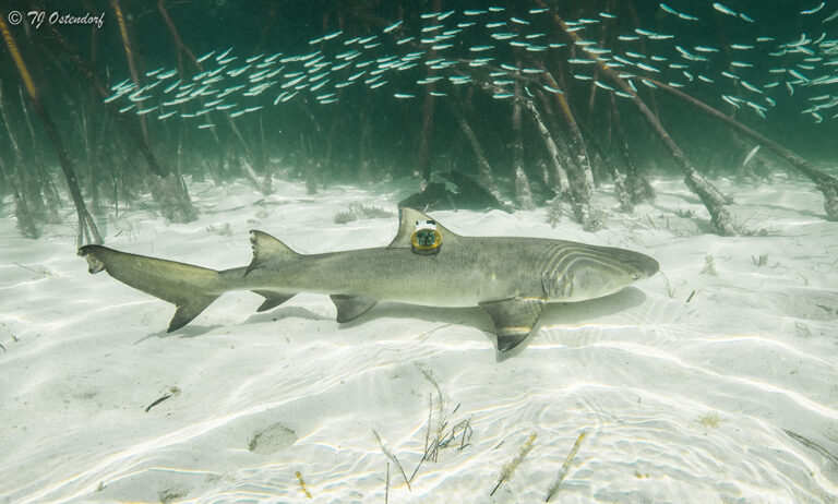 Shark Tracker Discovers What Sharks Do All Day | Particle