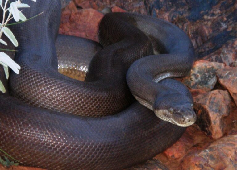 The Secret Life of the Pilbara Olive Python | Particle