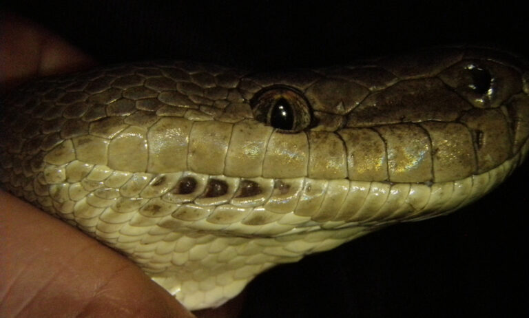 The Secret Life of the Pilbara Olive Python | Particle