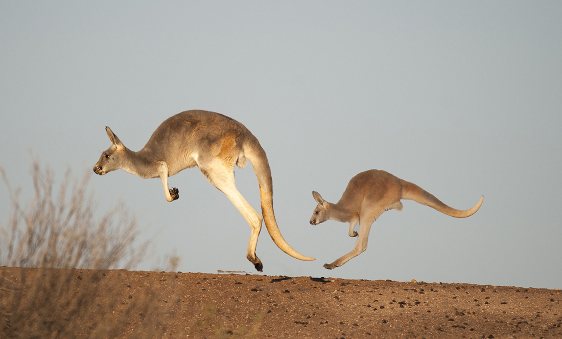 Kangaroo Facts—How Kangaroos Breathe While They Hop | Particle