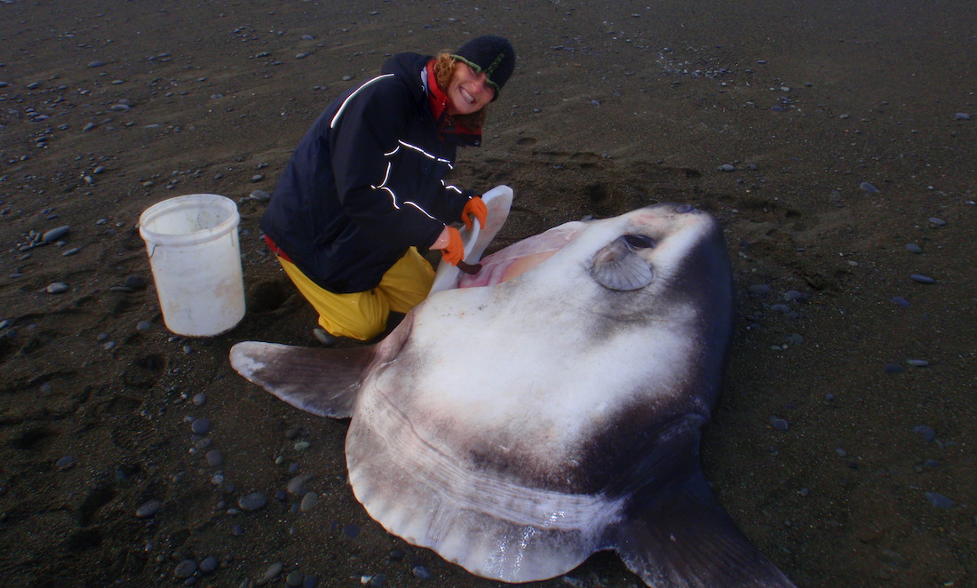 WA Researcher Discovers A New Species Of Sunfish | Particle