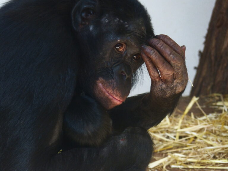 Bonobos Support Each Other While Giving Birth | Particle