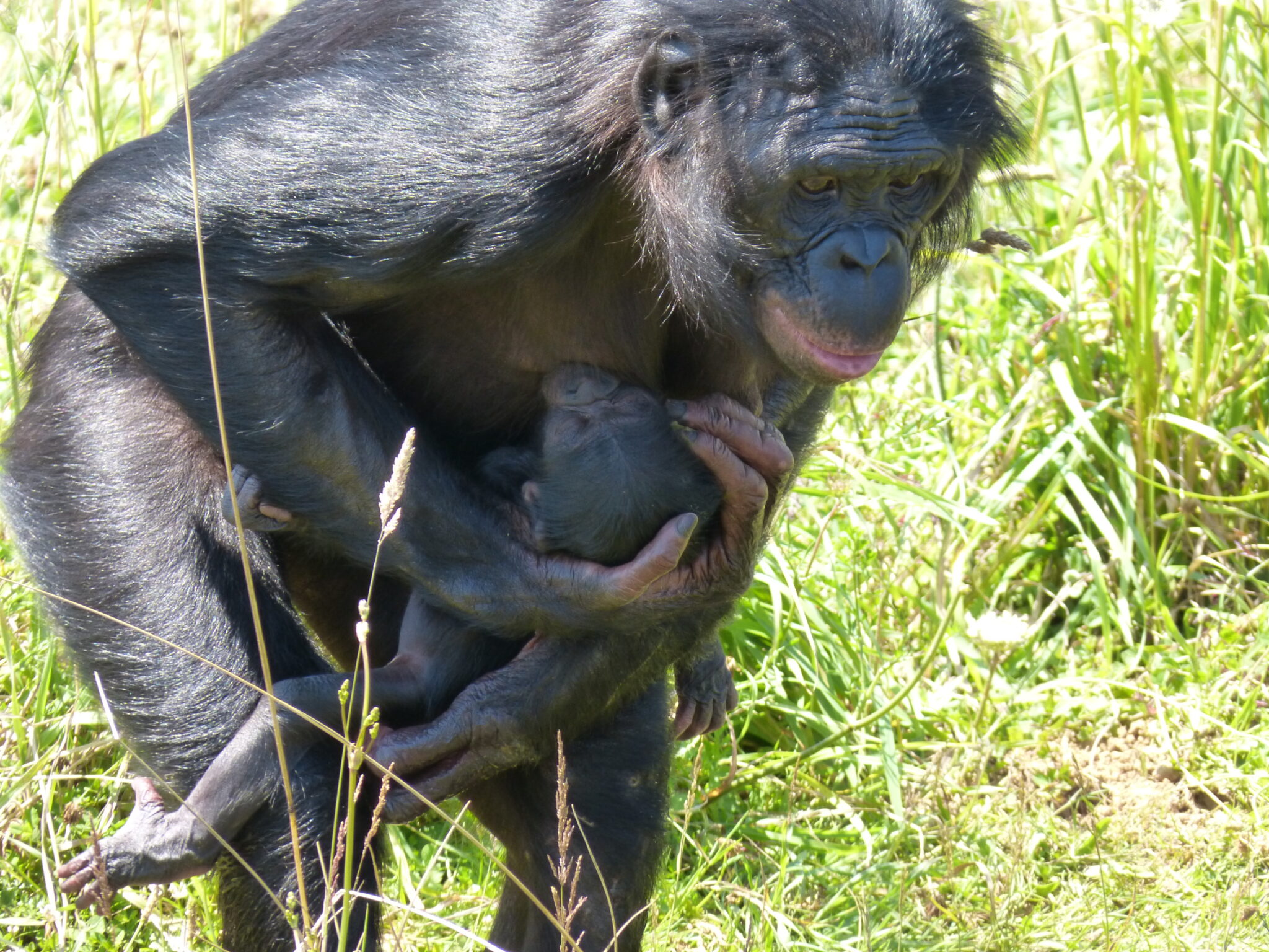 Bonobos Support Each Other While Giving Birth | Particle