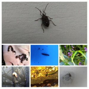 Hunting For 'Mini Beasts' - National Science Week | Particle