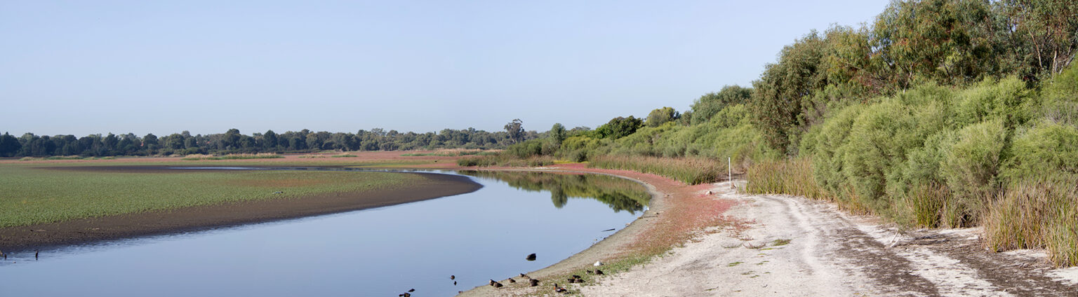 New Rehabilitation Plan To Restore Roe 8 | Particle