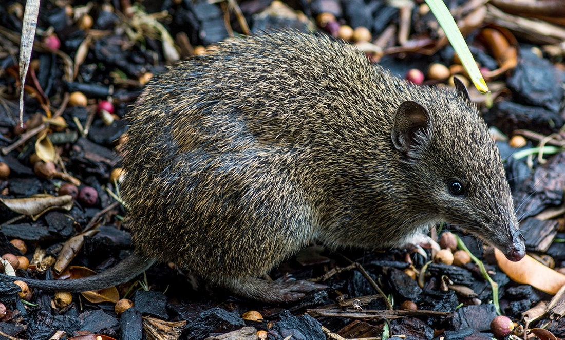 New Rehabilitation Plan To Restore Roe 8 | Particle
