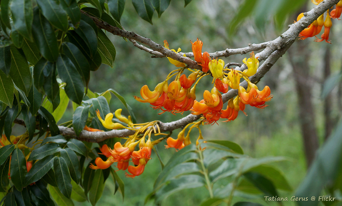 How Aboriginals shaped Australian biodiversity - Earth News | Particle