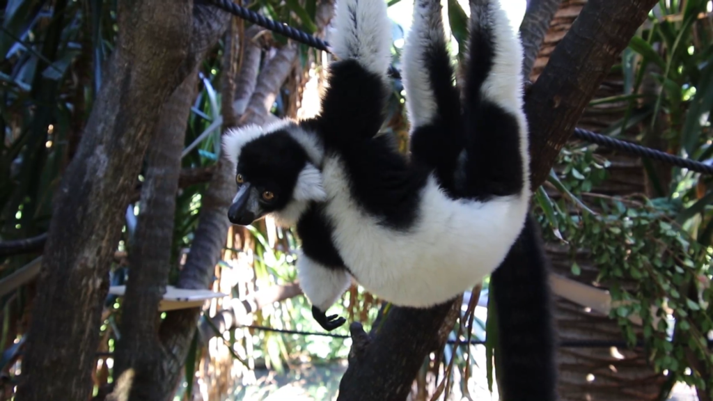 Ear, Nose, Throat ... and Lemur specialist? | Particle