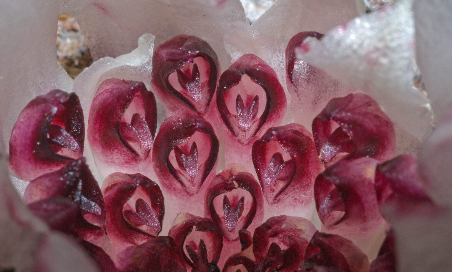 Meet WA's underground orchids - Environment news | Particle