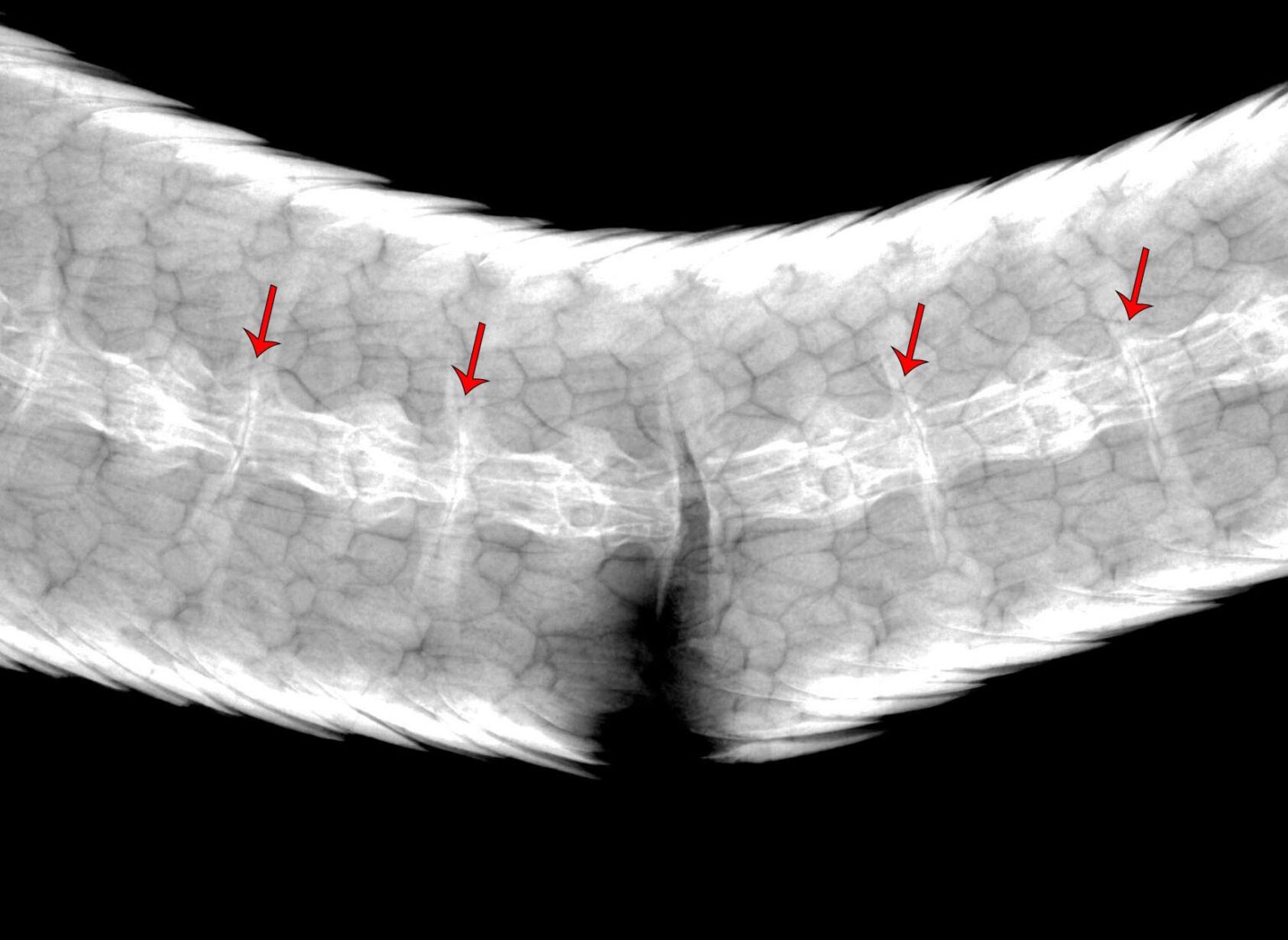 Two many tails: What happens when regeneration goes wrong? | Particle