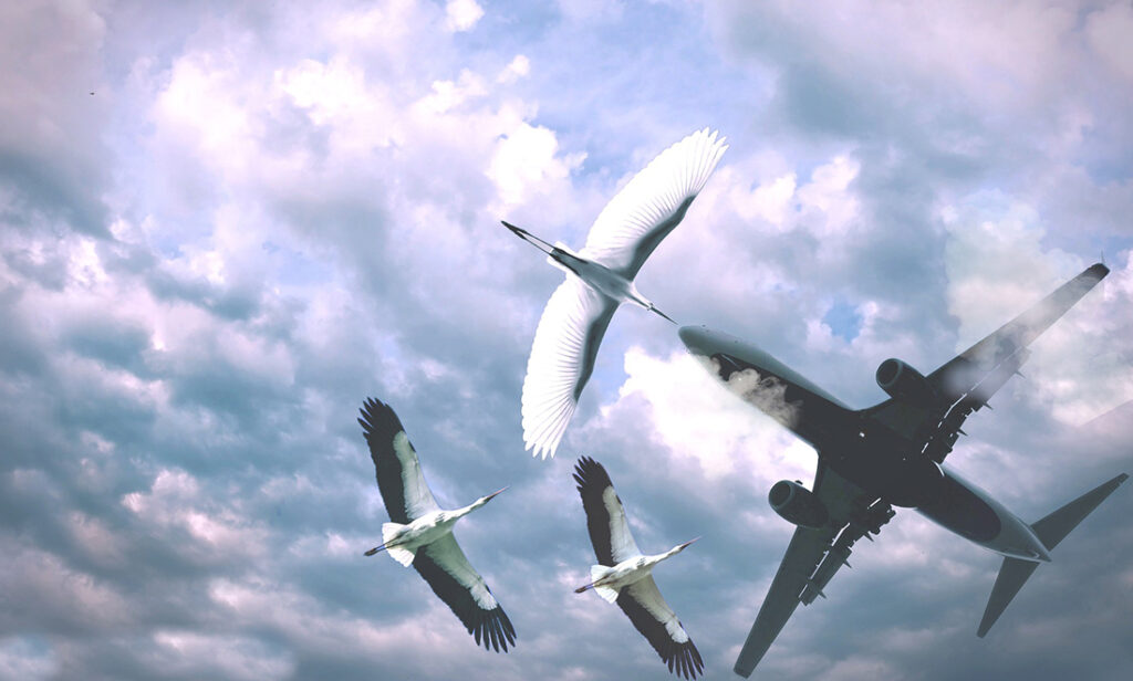 Meet the youlk: your new favourite Noongar veggie - Earth News | Particle