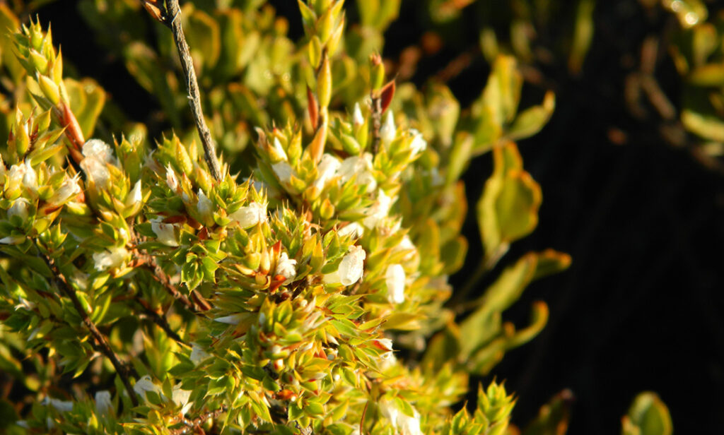 Protecting the family tree - Environment News | Particle