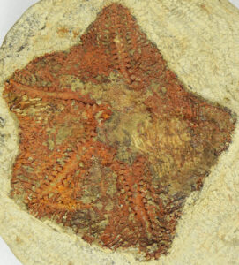 One starfish to rule them all - Earth News | Particle