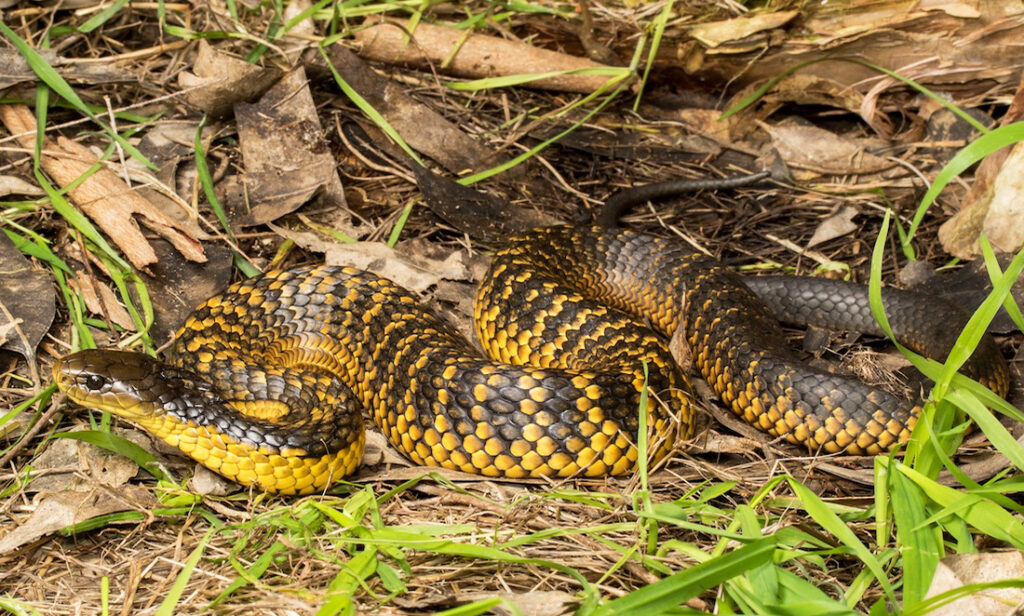 Tiger snakes and heavy metal pollution - Environment News | Particle