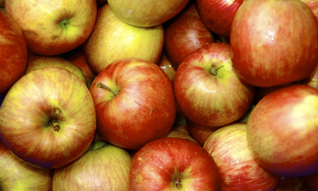 Meet the youlk: your new favourite Noongar veggie - Earth News | Particle