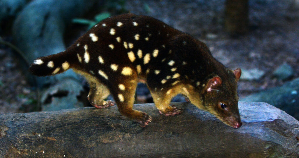 Quolls vs cane toads: Battle for survival - Environment News | Particle