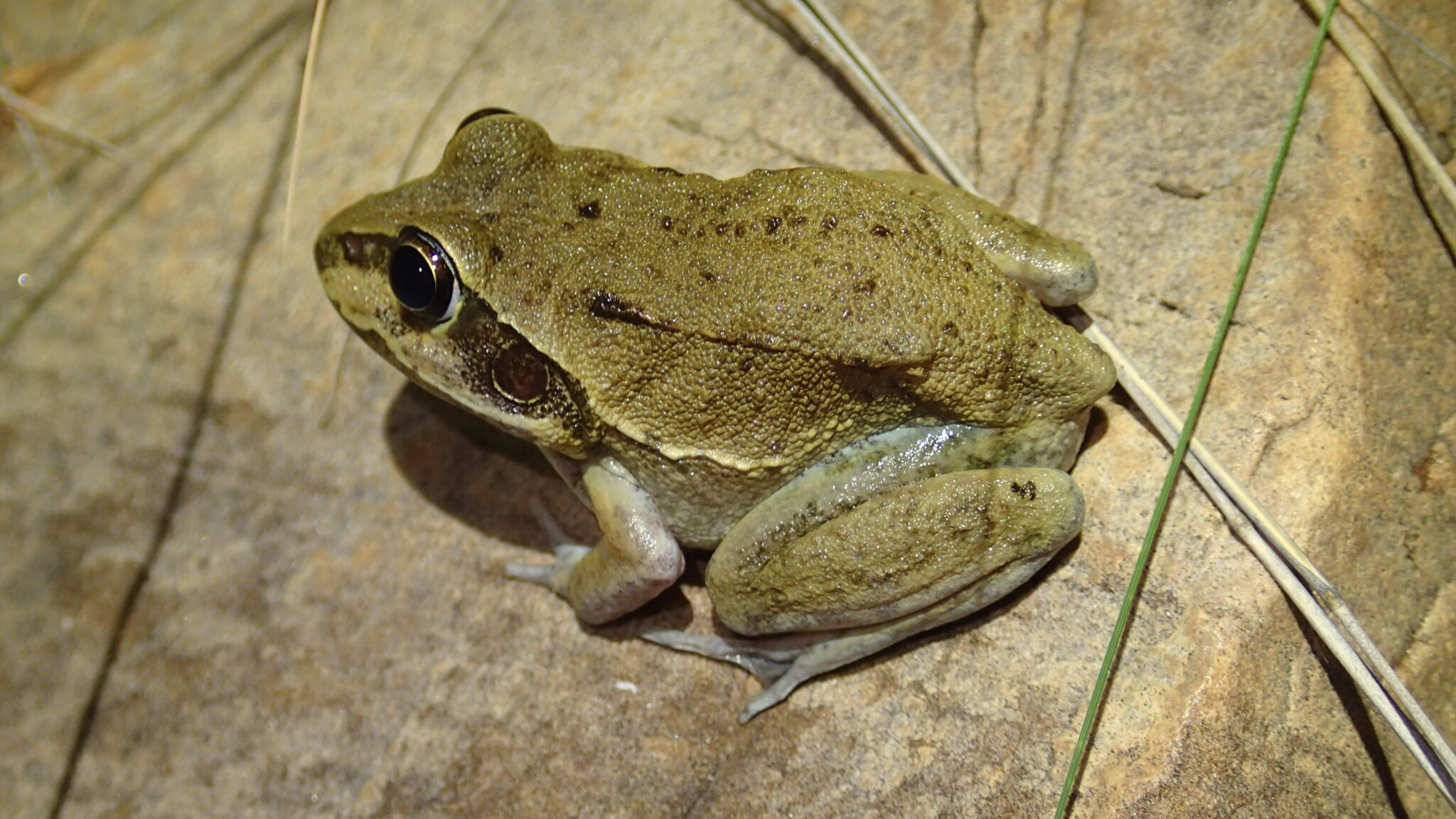 Quolls vs cane toads: Battle for survival - Environment News | Particle