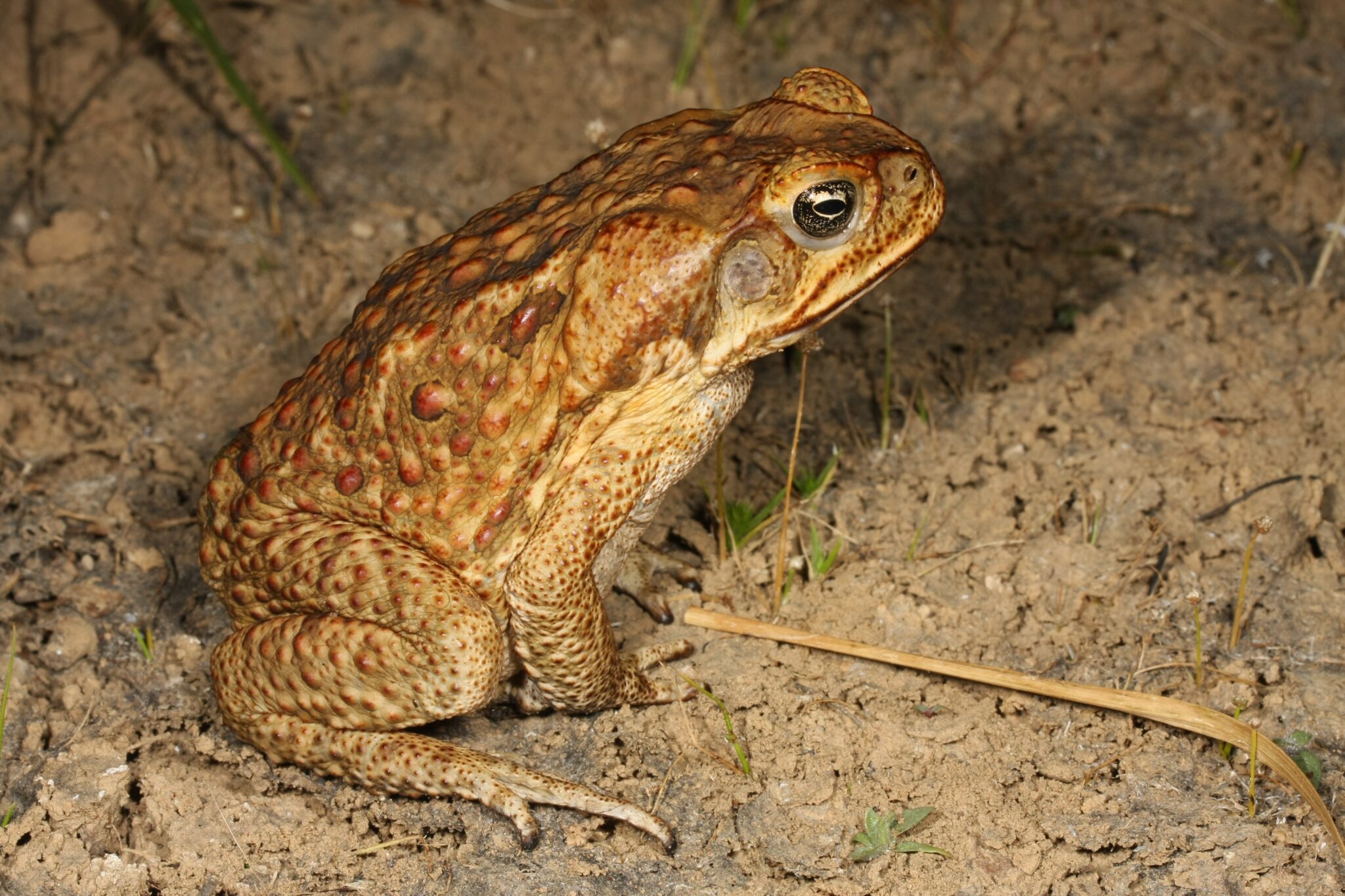 Quolls vs cane toads: Battle for survival - Environment News | Particle