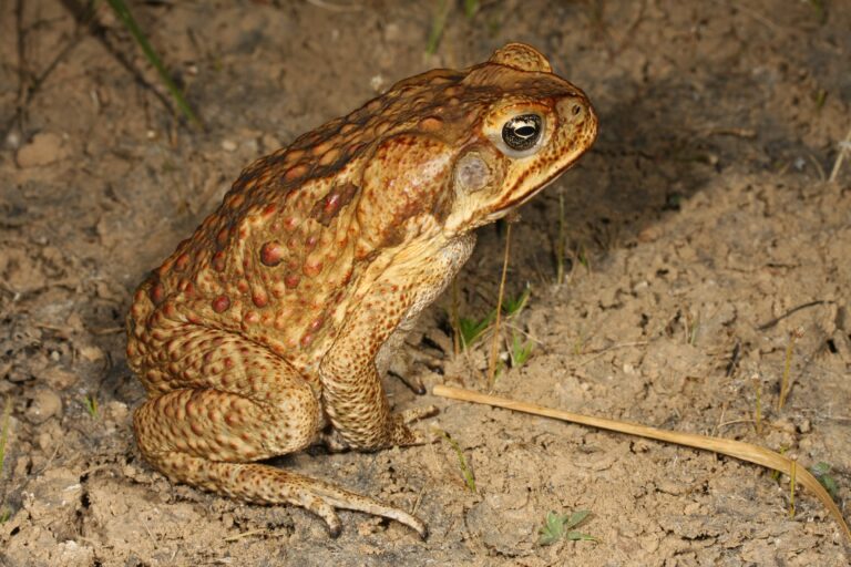 Quolls vs cane toads: Battle for survival - Environment News | Particle