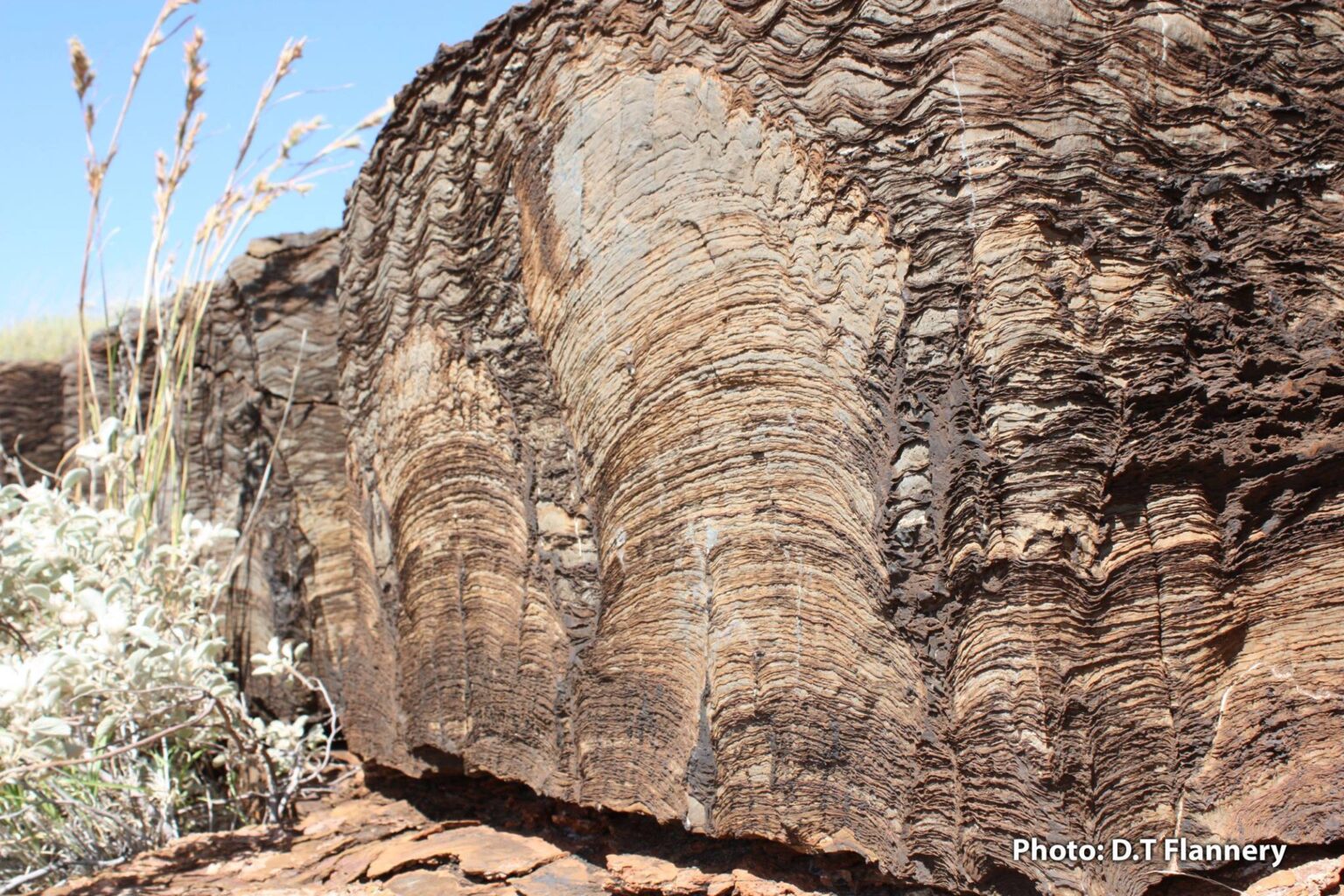 Ancient Pilbara rocks provide a glimpse into cradle of life on Earth ...