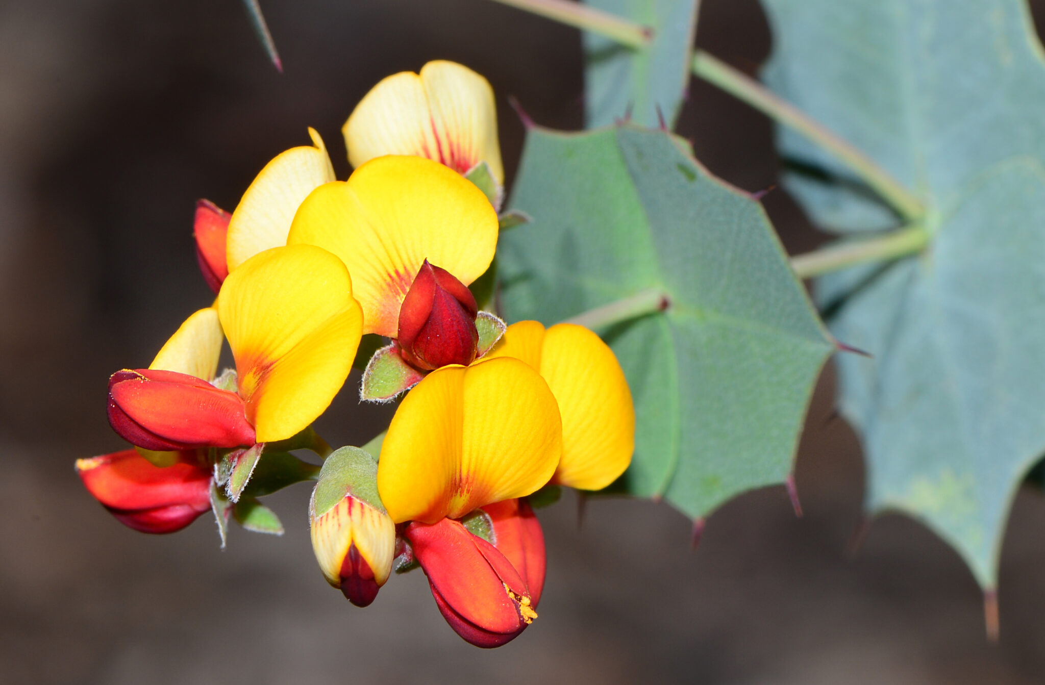 Particle 101: The Red Queen Hypothesis - Earth News | Particle