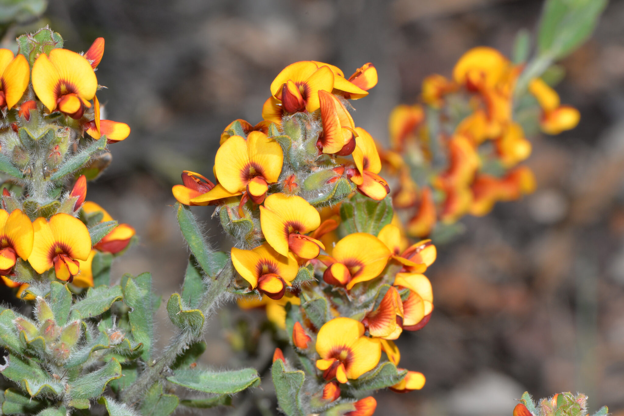 Particle 101: The Red Queen Hypothesis - Earth News | Particle