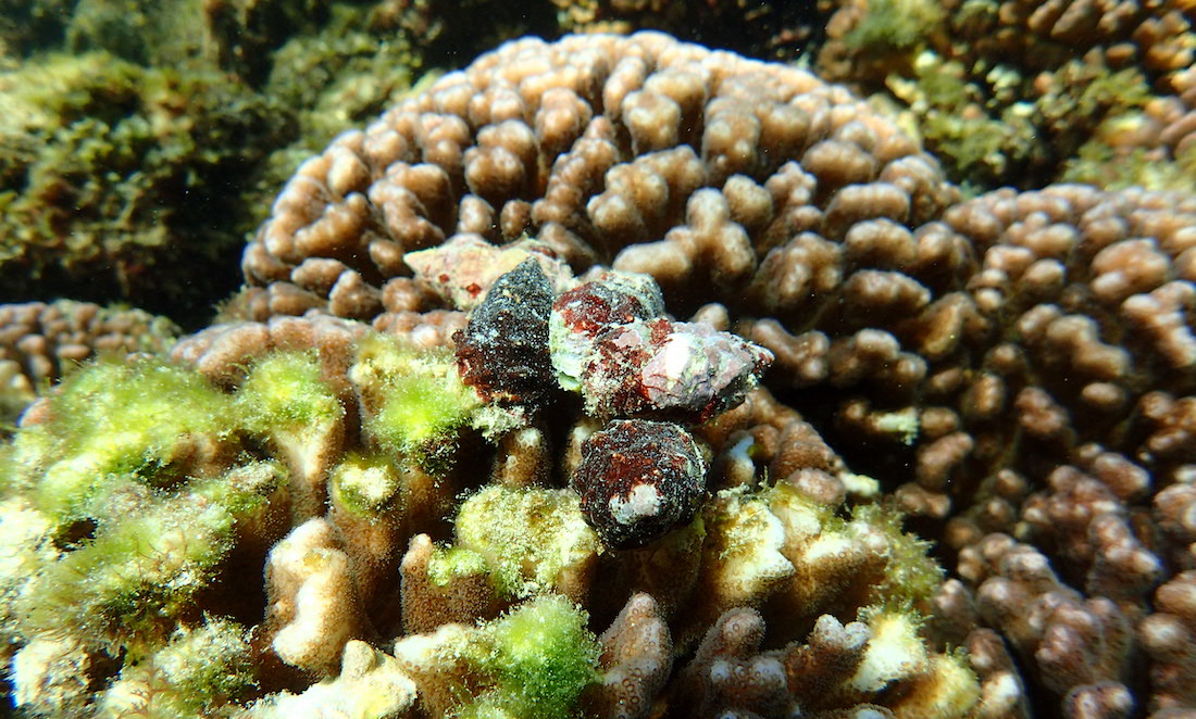 The rise of coral-eating snails – Environment News | Particle