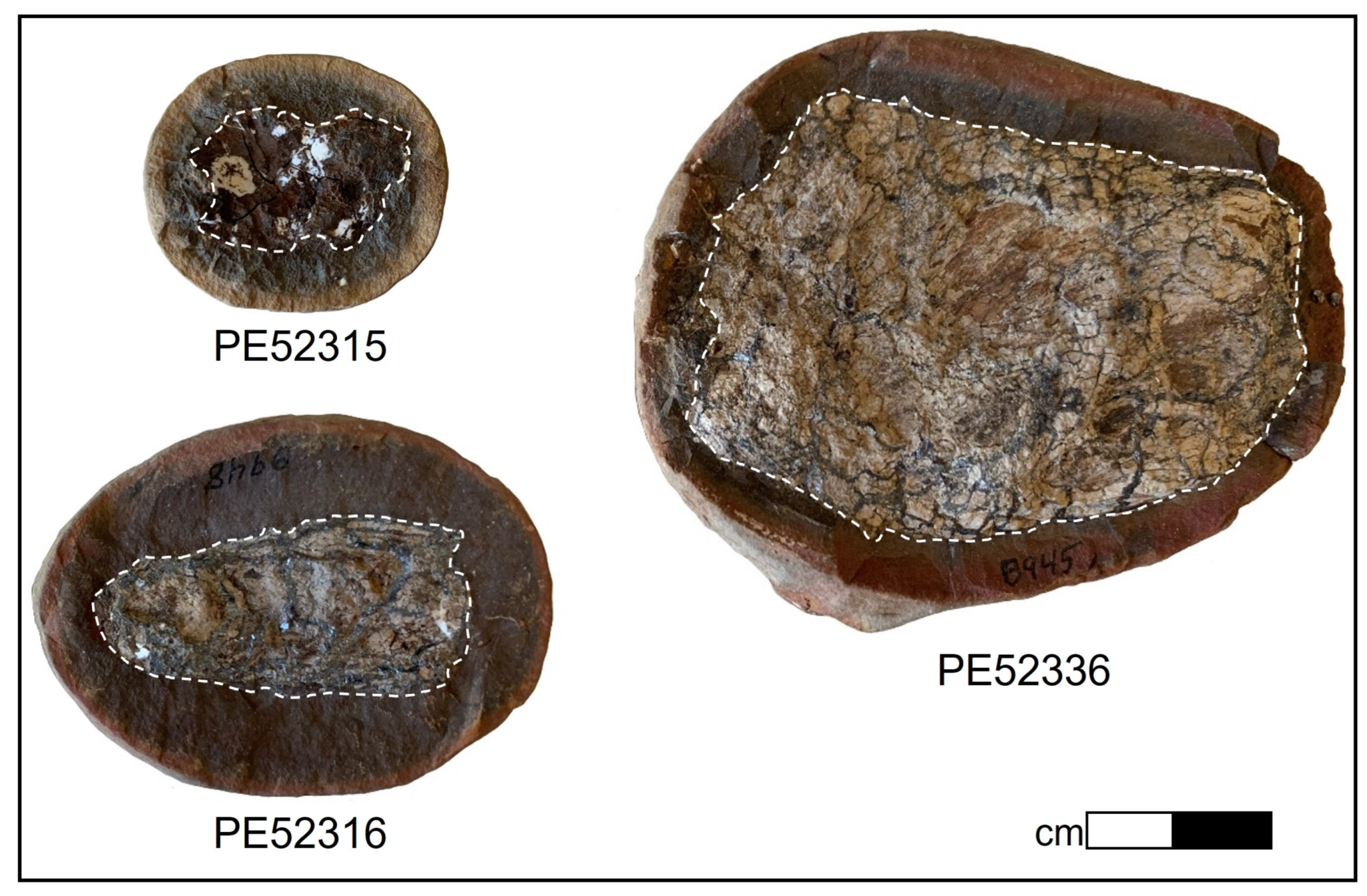 Poo-dunnit? A 300-million-year-old mystery – Earth News | Particle