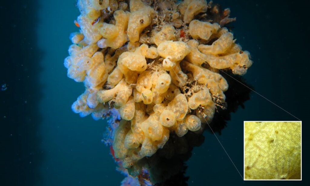 The invasion of sea vomit – Environment News | Particle