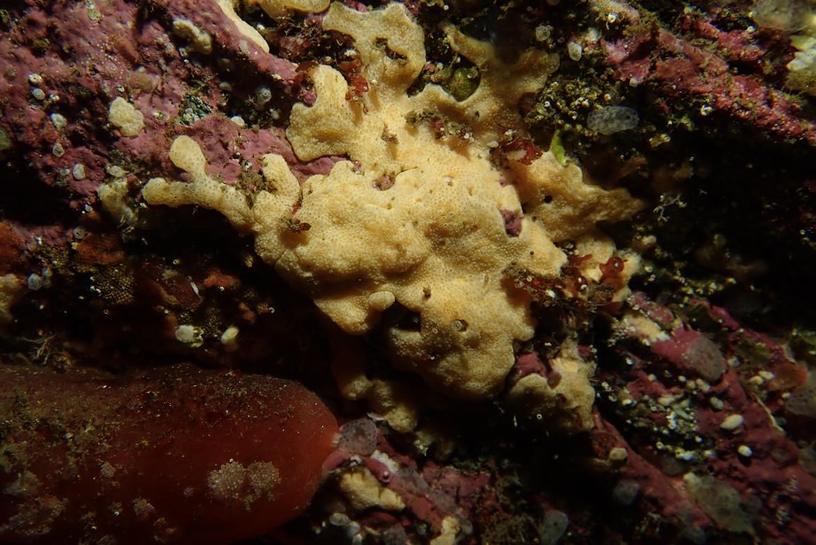 The invasion of sea vomit – Environment News | Particle