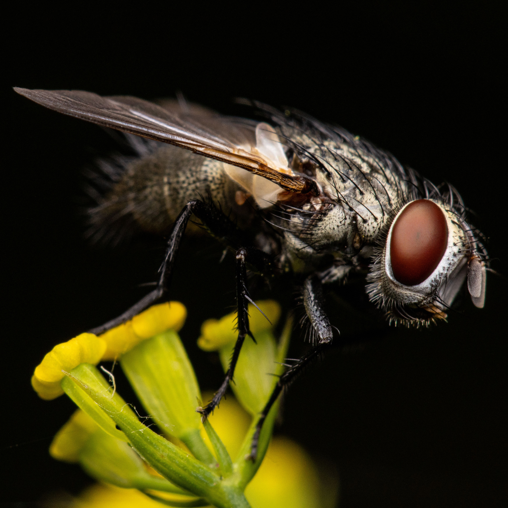 How flies track native species – Earth News | Particle