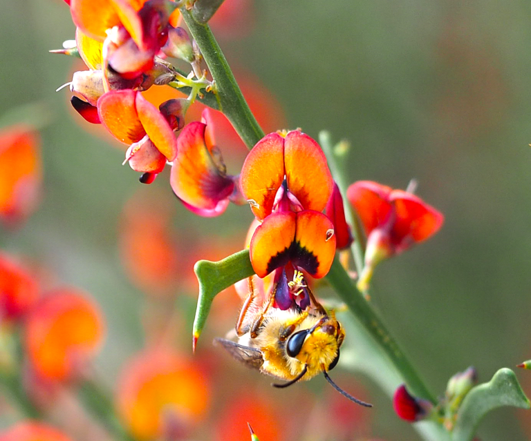 How to build a five-star native bee sanctuary – Environment News | Particle