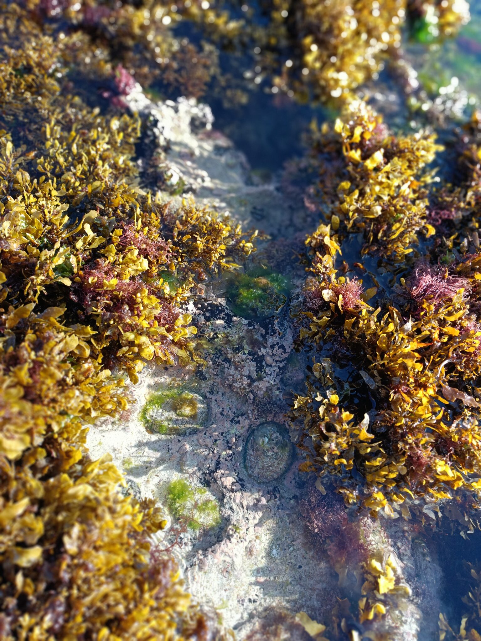 All Go For Roe's Abalone Fishing Season — Environment News | Particle