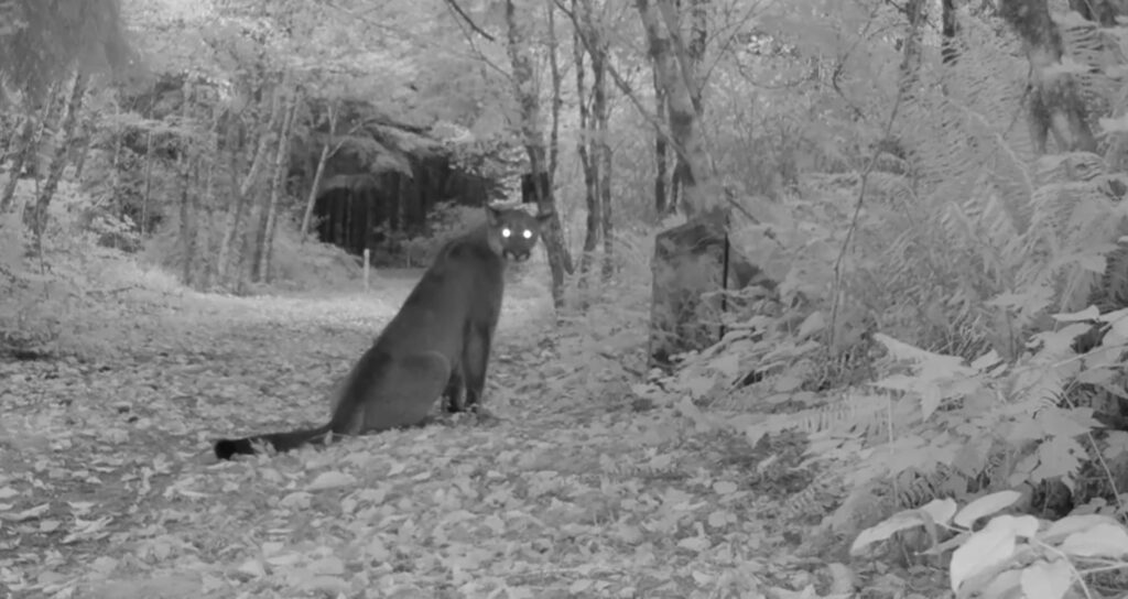 Particle 101: Eyeshine — Environment News | Particle