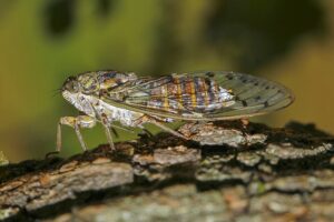 Particle 101: Cicadas | Particle