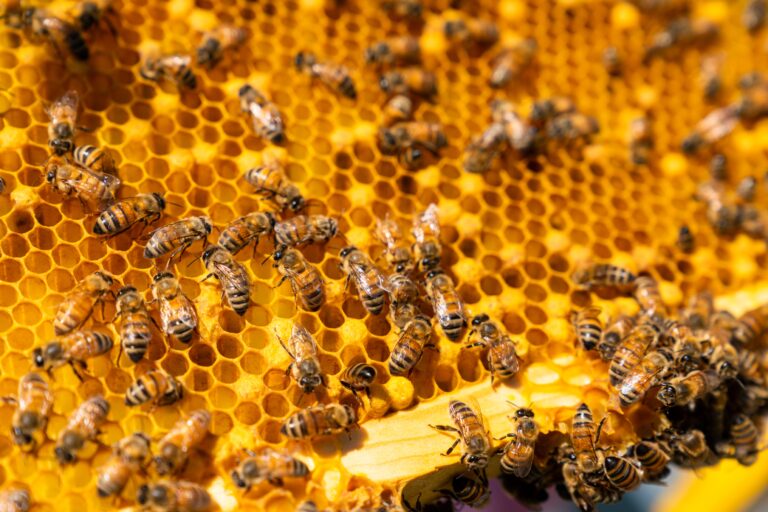 Meet the youlk: your new favourite Noongar veggie - Earth News | Particle